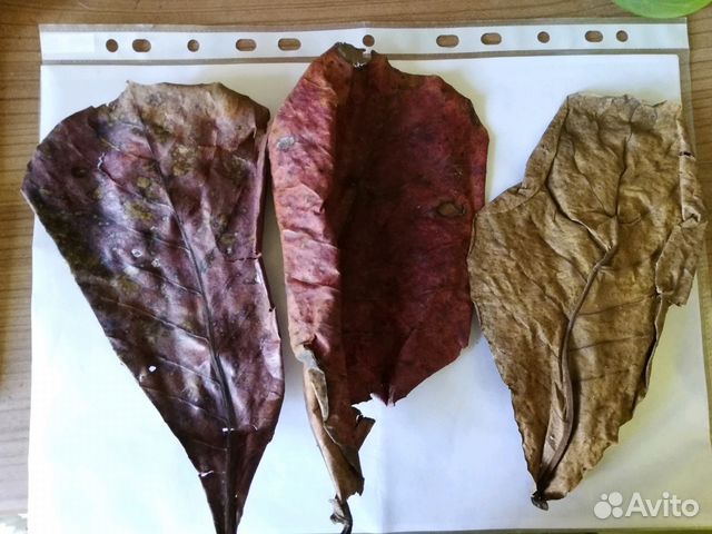 Листья миндаля и удобрение для аквариума