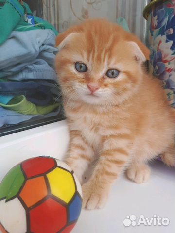 Необычные котята