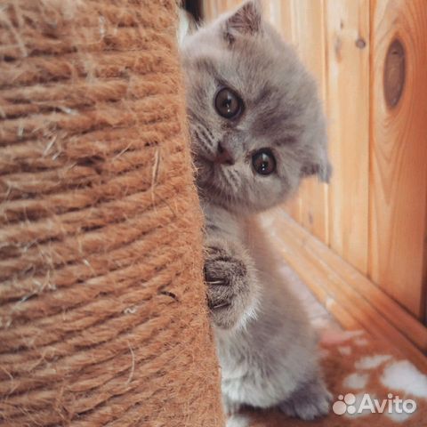 Вислоухий шотландский котенок