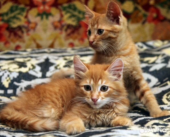 Симпатичные рыжие котята