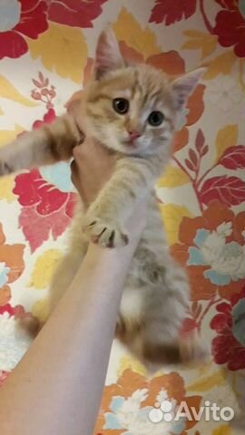 Котёнок сиротка