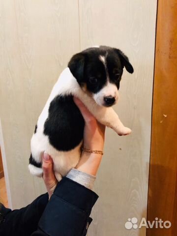 Щенок Джек Рассел