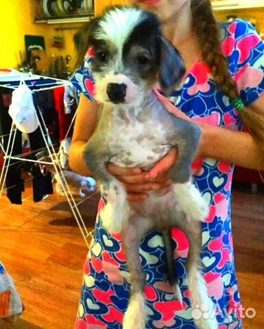 Продам щенка китайской хохлатой