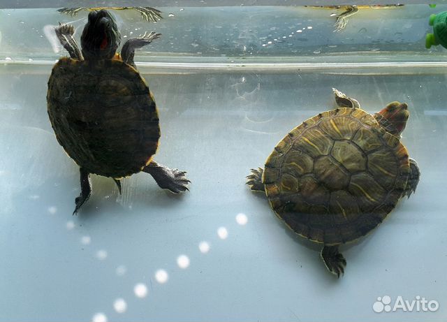 2 красноухие водные черепахи и аквариум