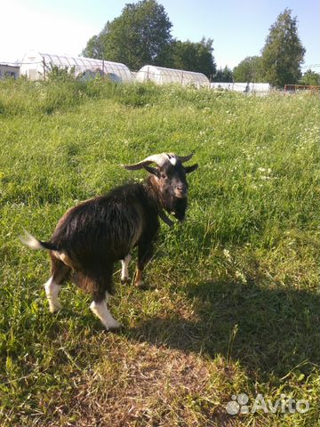 Камерунские козы