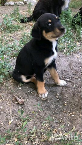 Отдам в добрые руки