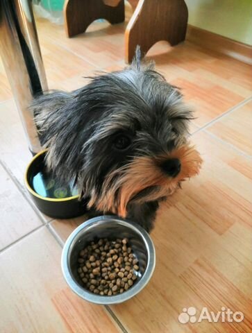Отдам в хорошие руки щенка Йорка. Корм, витамины и