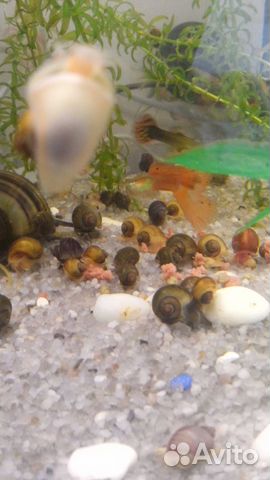 Улитки ампулярии