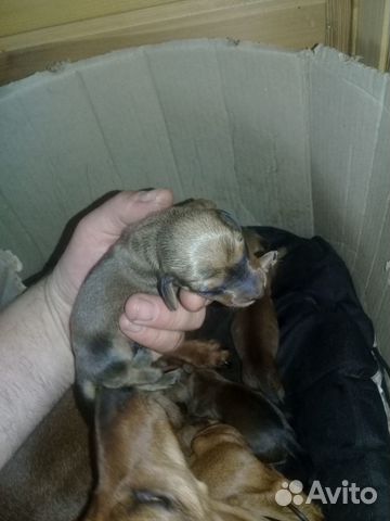 Такса- мими