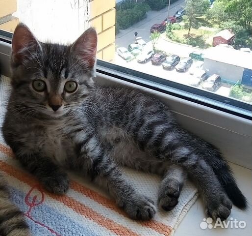 Котенок ищет дом