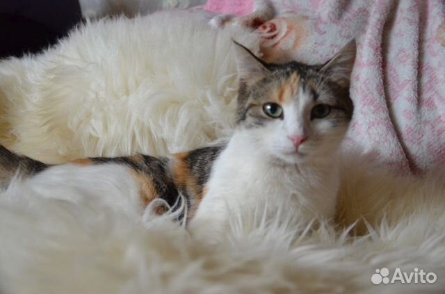Кошка Нюша ищет дом