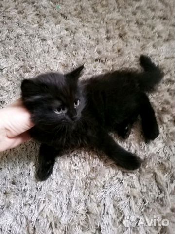 Пушистая чёрная кошечка