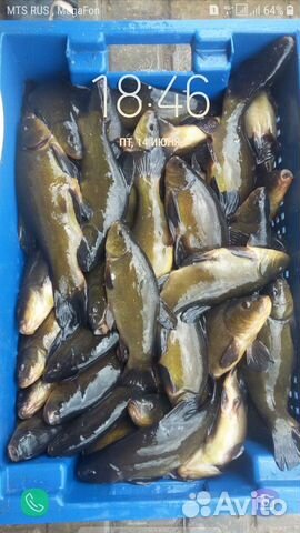 Рыба пород линь и карась для зарыбления прудов