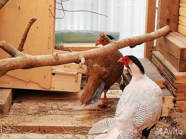 Пара серебряный фазан