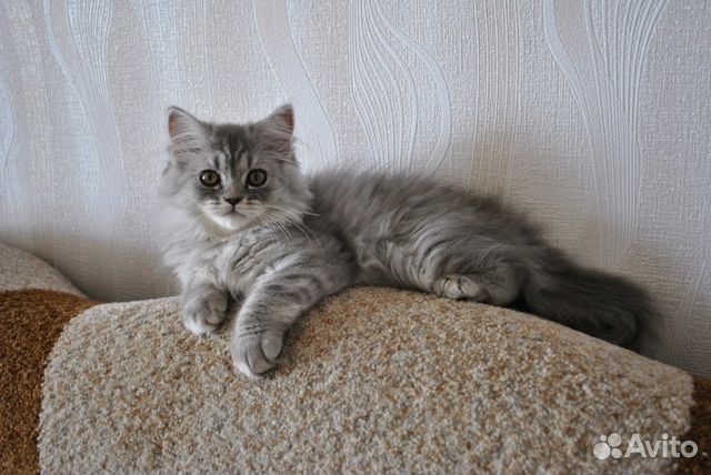 Котята
