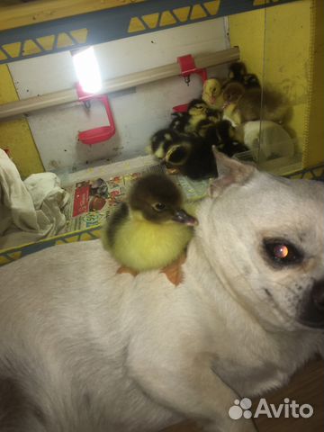 Утята мускусные