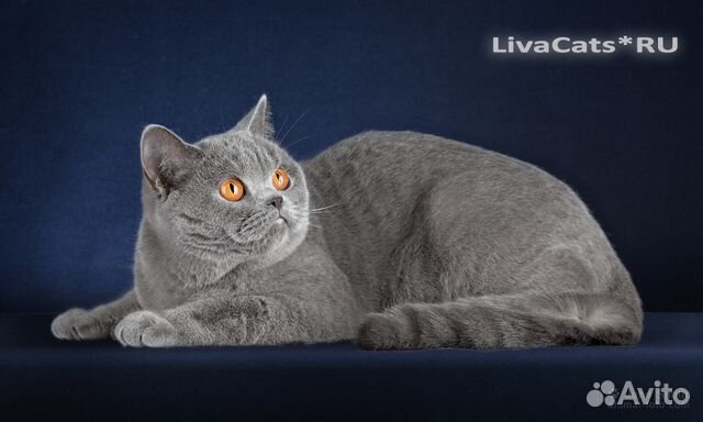Британская кошка безвозмездно