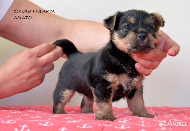 Норвич терьер