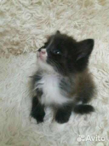 Котята