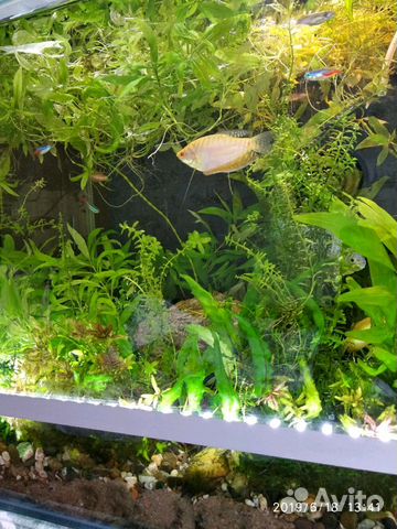 Аквариумные растения