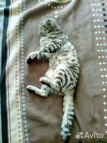 Шотландская вислоухая кошка