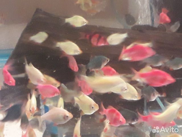 Аквариумная рыба собственного разведения