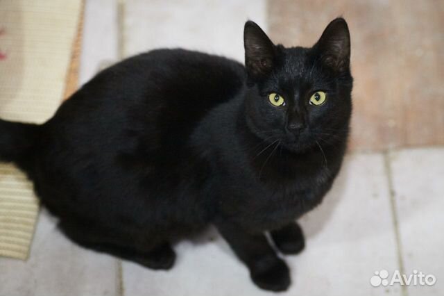 Черная кошка Нора ищет дом