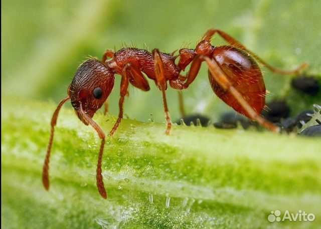 Большая колония муравьёв вида Myrmica