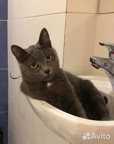 Молодой котик Туман в добрые руки