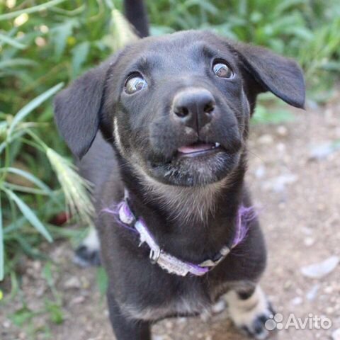 Смешная козявка