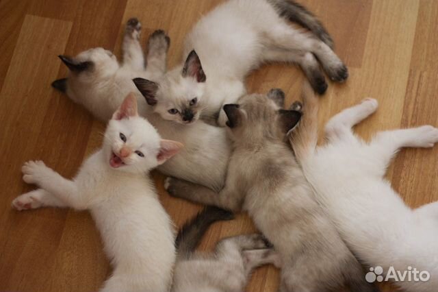 Тайские котята ищут дом