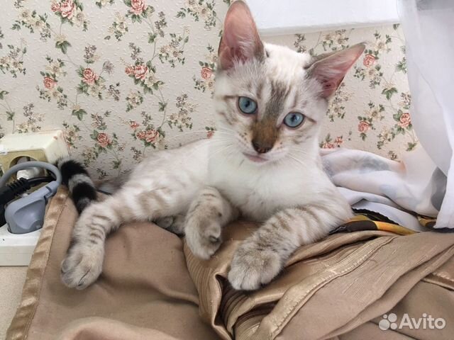 Бенгальские котята