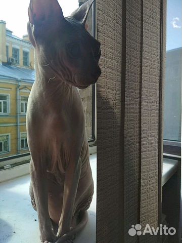 Кот сфинкс питерский