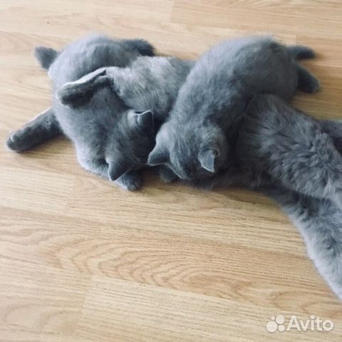 Британские котята