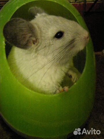 Шиншиллёнок белый Вильсона родился 24.03.2019