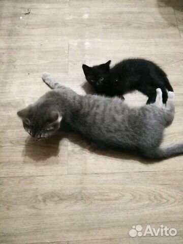 Котятки от полубританки