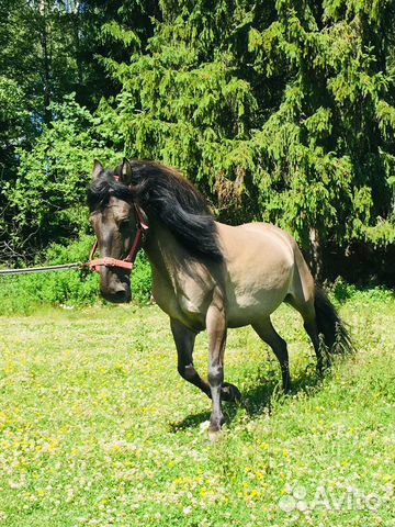 Башкирская лошадь