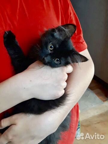 Котенок в добрые руки