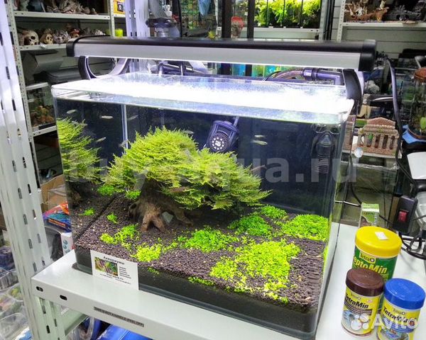 Аквариум Dolphin GT3003 31л, фильтр наружний, свет