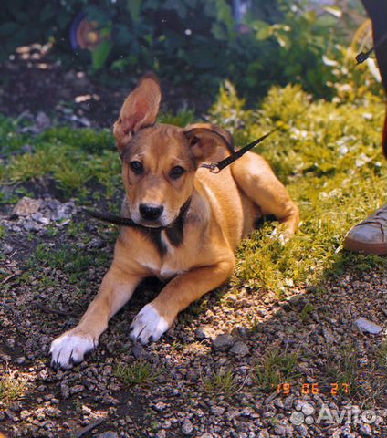 Клайд - милый умиротворенный щенок