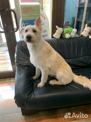 Очаровательный терьеристый пес в добрые руки