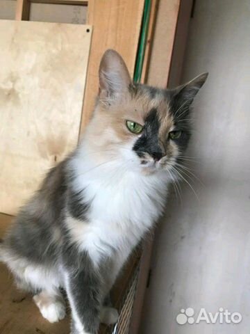 Две стерилизацованые кошечки, возраст около года