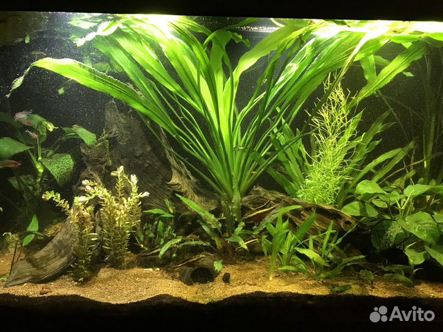 Очень большой эхинодорус Тысячелистник