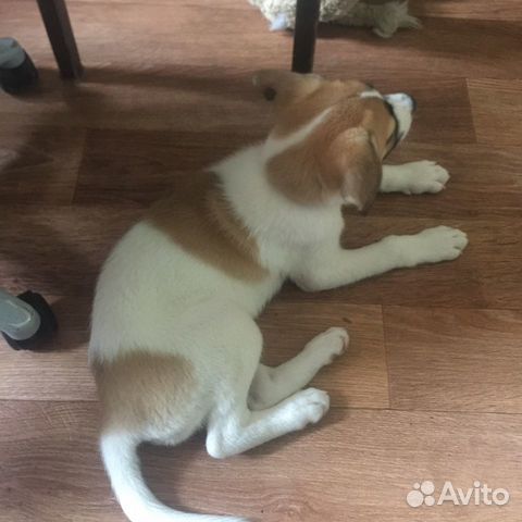 Джек Рассел терьер