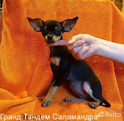 Щенок Русского Тоя гладко-шерстная девочка