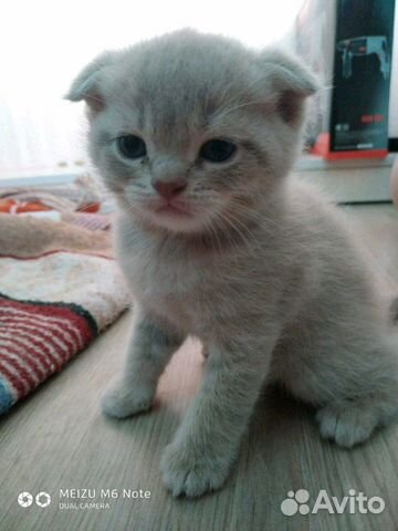 Продам котят британцы