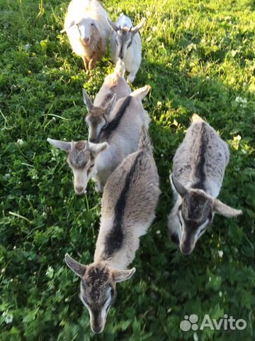 Продаються козочки от высокодойных коз
