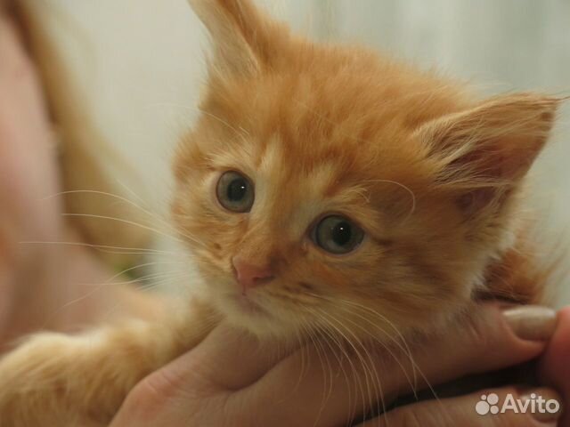 В самые заботливые руки рыжий котенок Лис