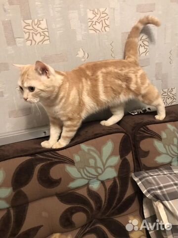 Молодой мраморный котик
