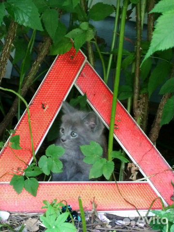 Котенок девочка 1,5 месяца